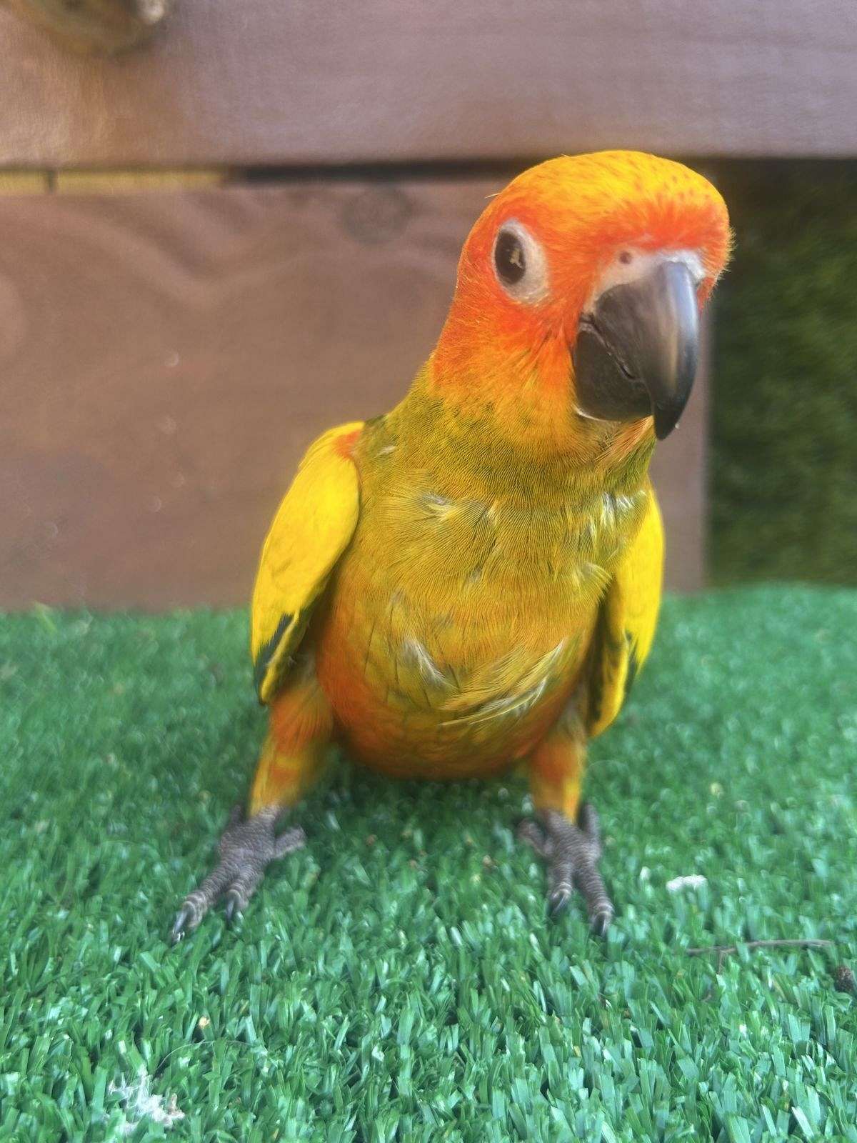 Sun Conure , High Yellow Sun Conure, Red Factor Sun Conure