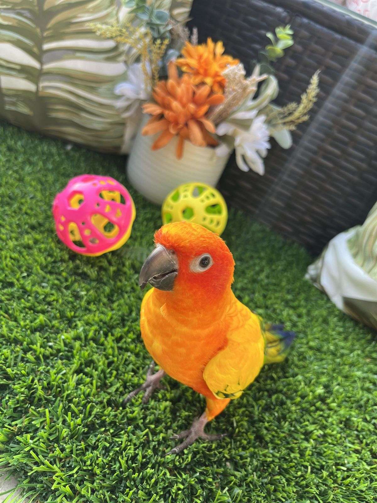 Sun Conure , High Yellow Sun Conure, Red Factor Sun Conure