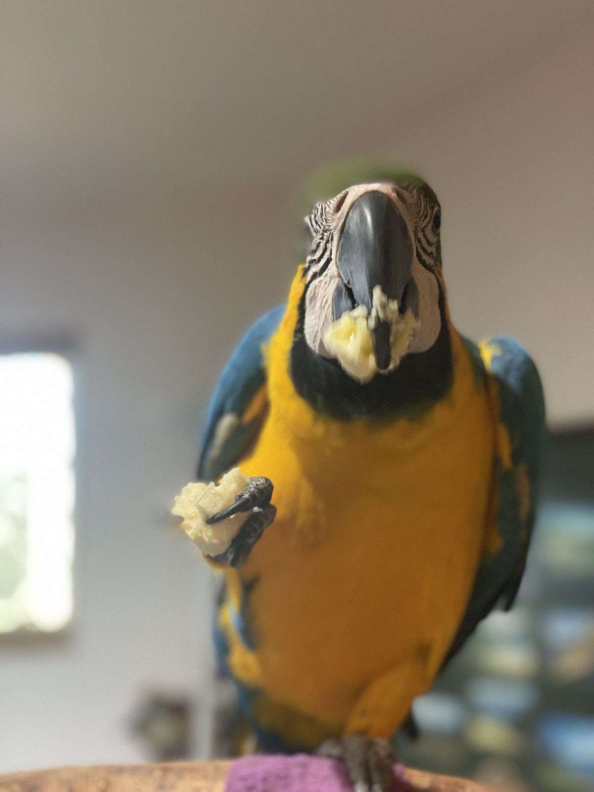 Fredi the Female BnG