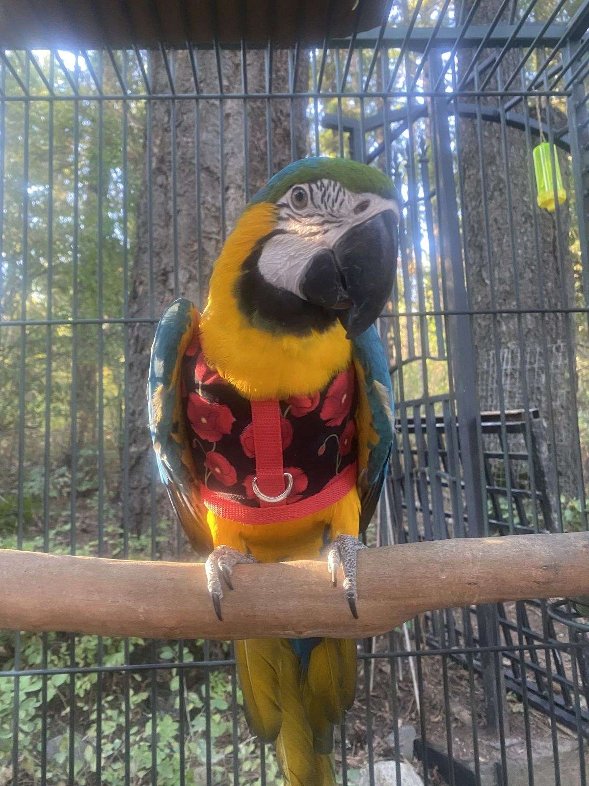 Fredi the Female BnG