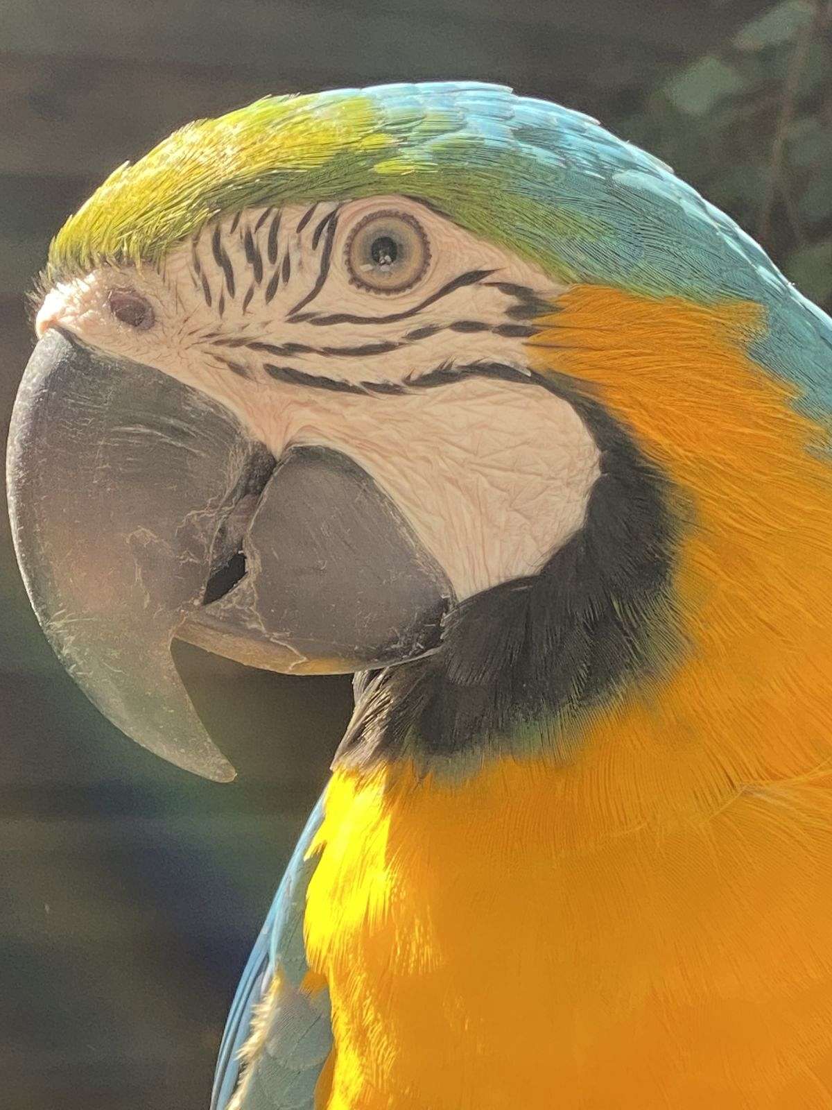 Fredi the Female BnG