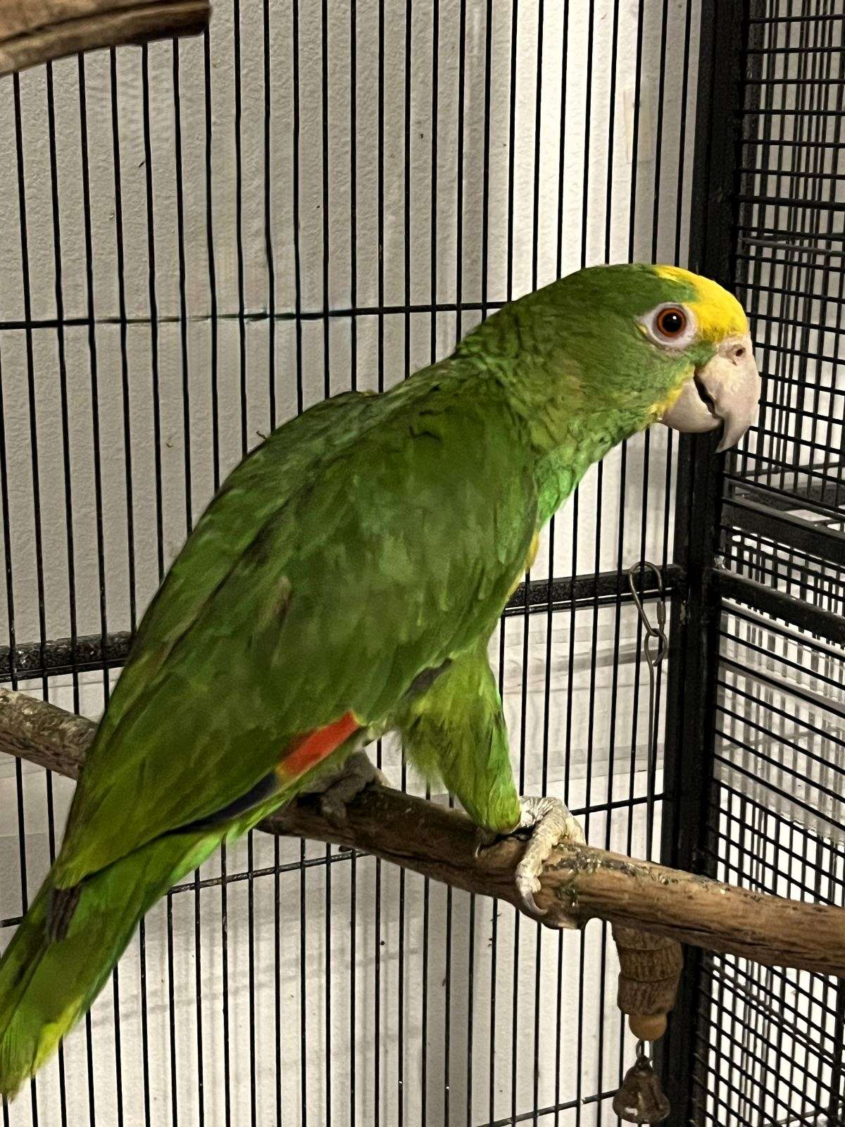 Double Yellow Head Amazon