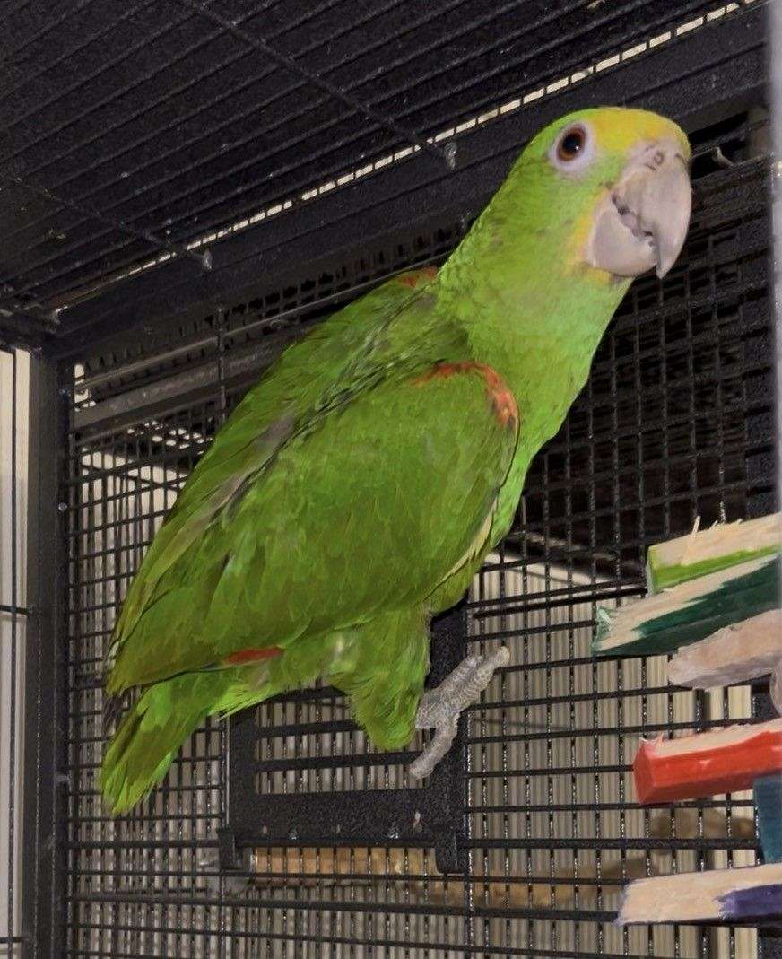 Double Yellow Head Amazon