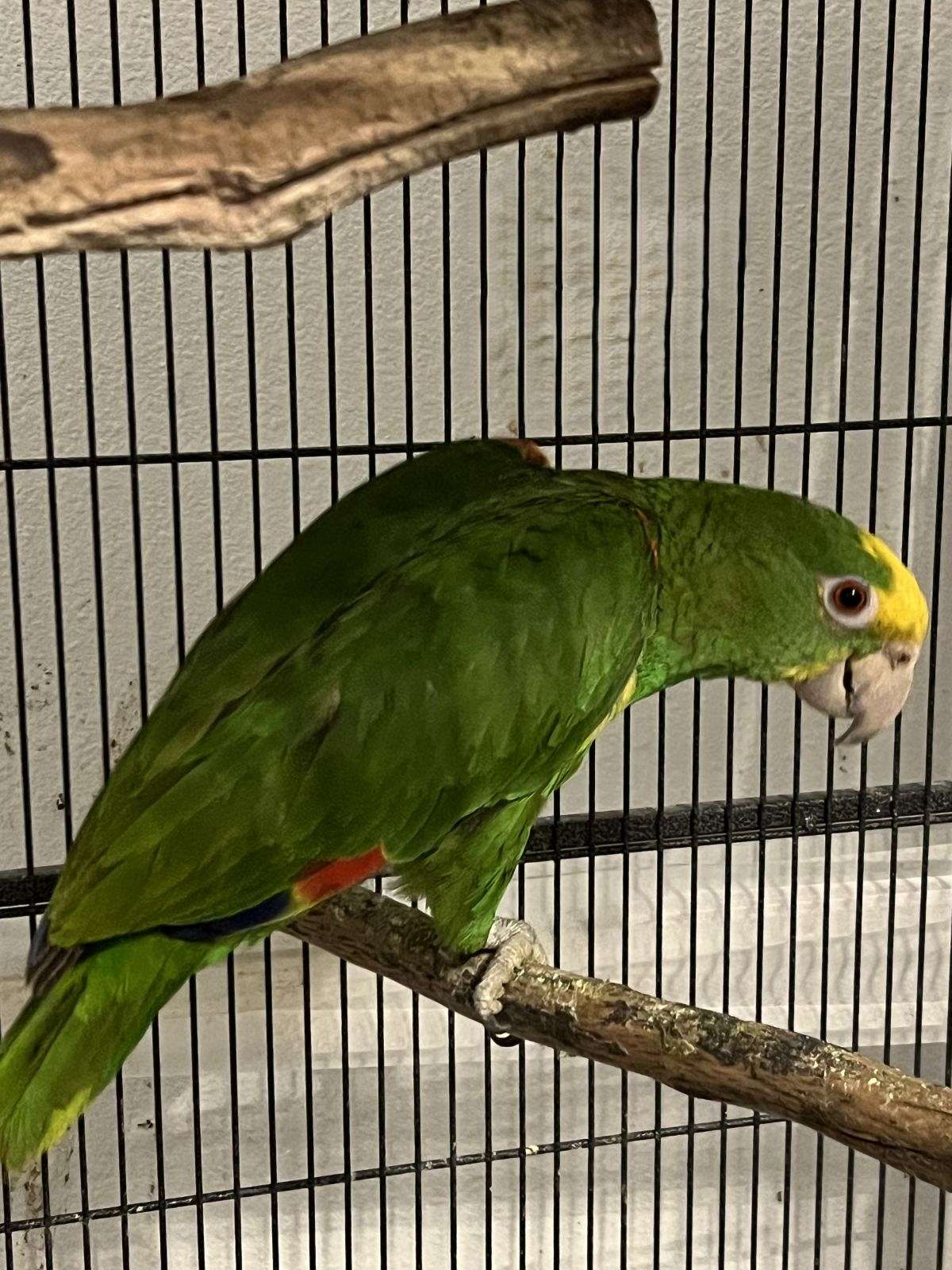 Double Yellow Head Amazon