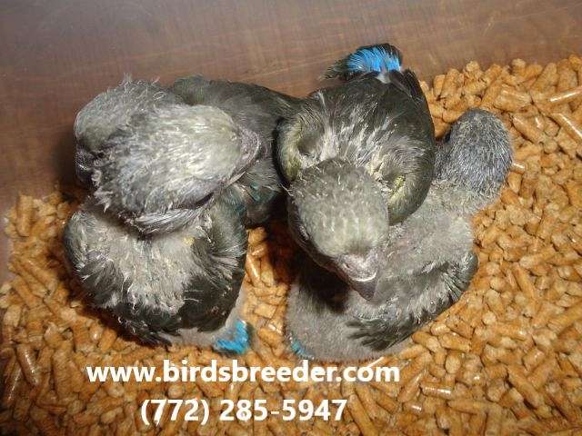 Hard to find baby Ruppell's Parrots available at $2,000 ea. Pairs at $3,500