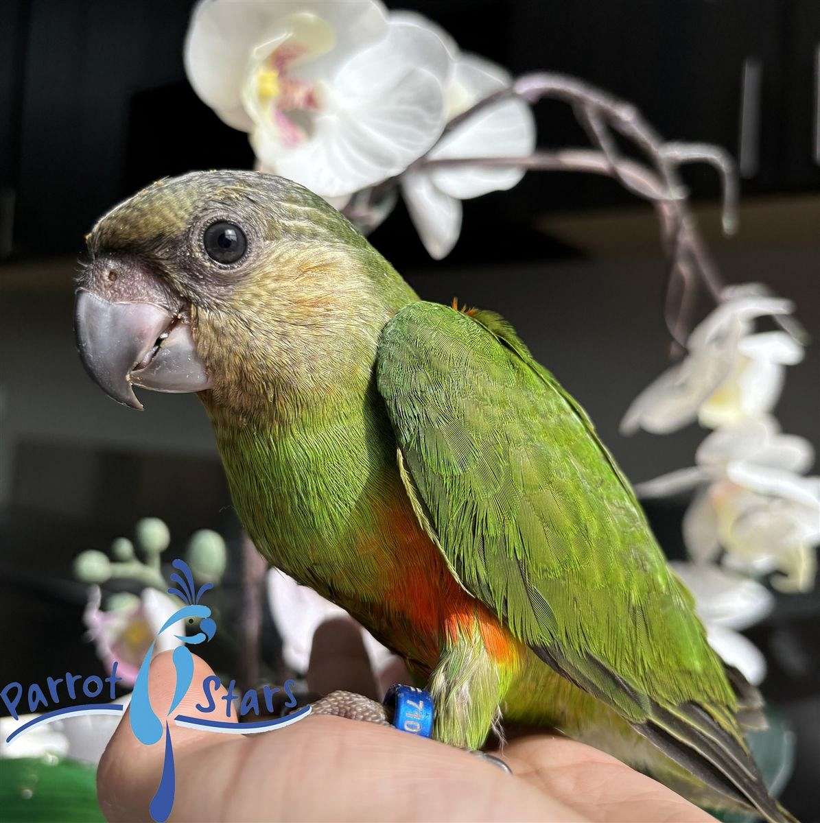 Baby Senegal Parrot Available at Parrot Stars!