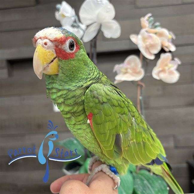 Baby White-fronted Amazon Available at Parrot Stars!