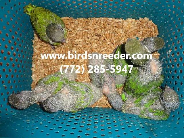 More baby Senegal Parrots hatching soon at wholesale prices