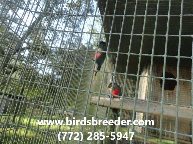 Young pairs of Crimson Bellied Conures available at $1,500 per pair