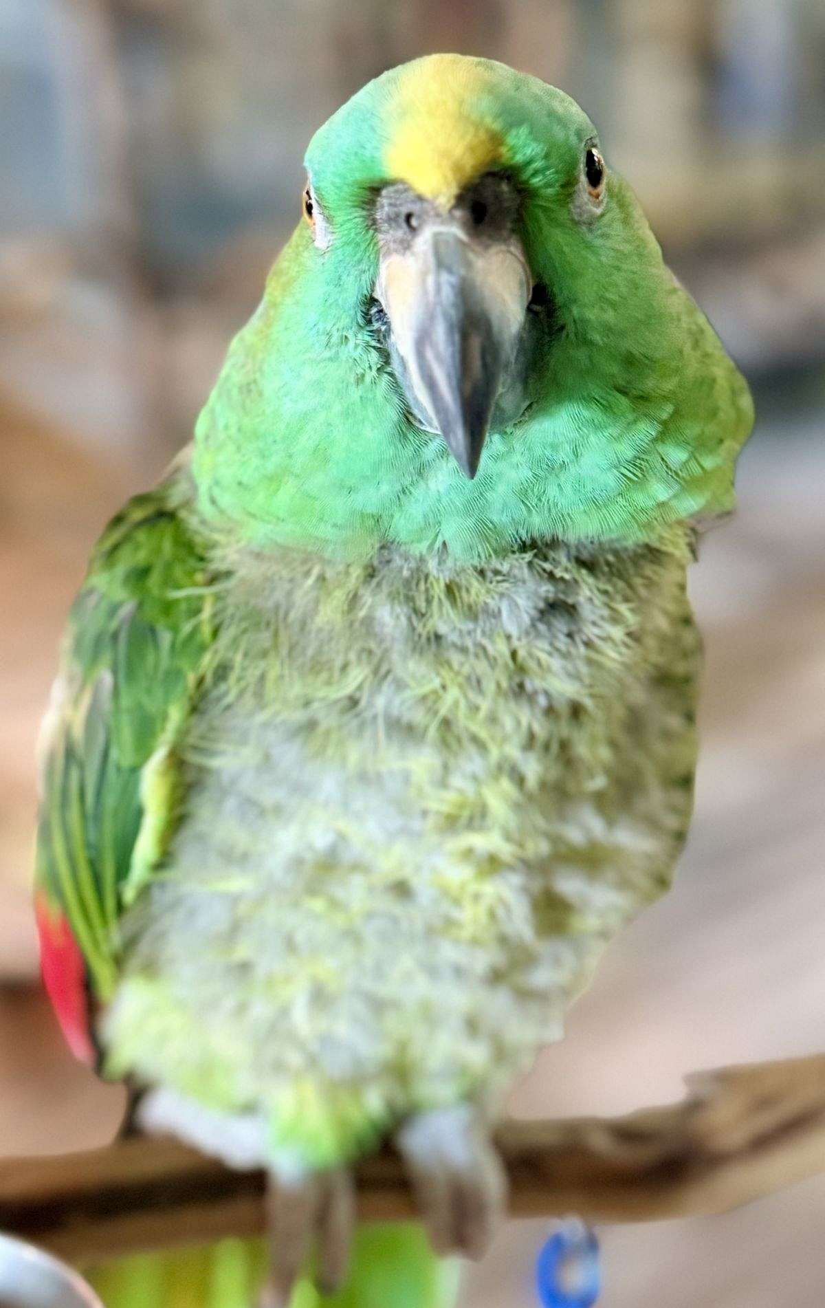 Meet Junior- Yellow Naped Amazon