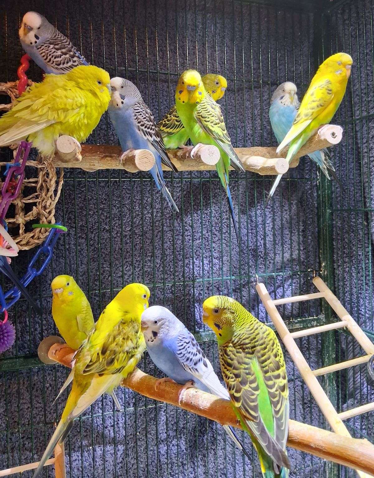 Just thinning the flock