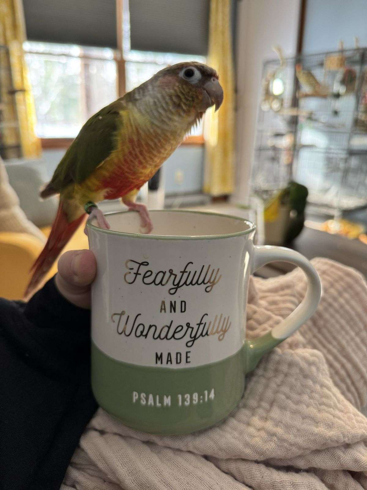 Green Cheek Conure