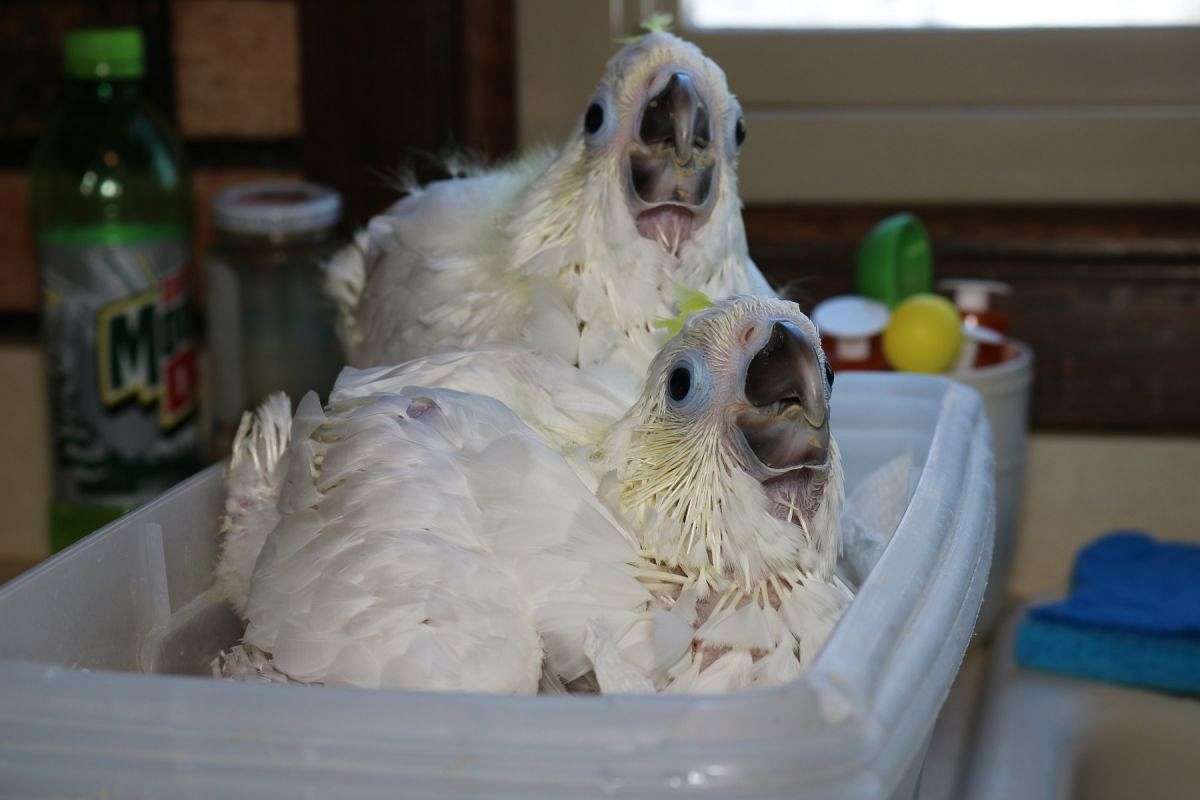 Baby Cockatoo - Triton Sulphur Crested - 6 Weeks Old