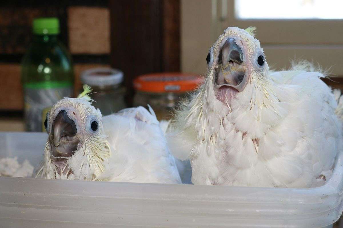 Baby Cockatoo - Triton Sulphur Crested - 6 Weeks Old