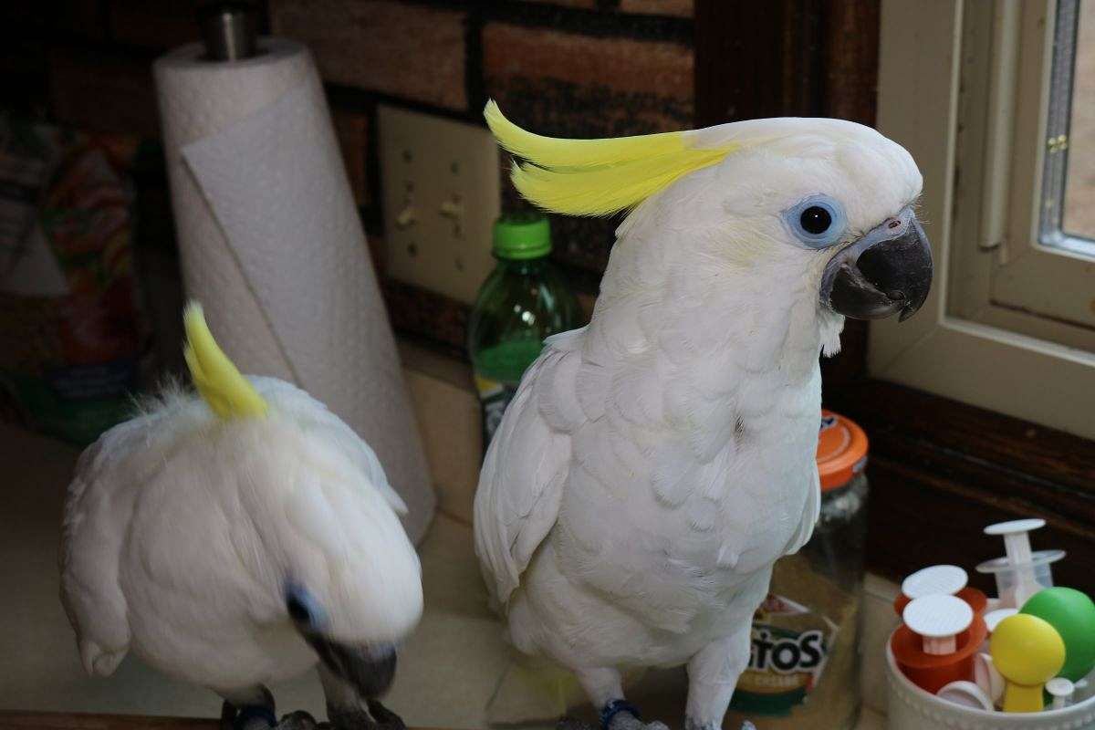 Baby Cockatoo - Triton Sulphur Crested - 12 Weeks Old