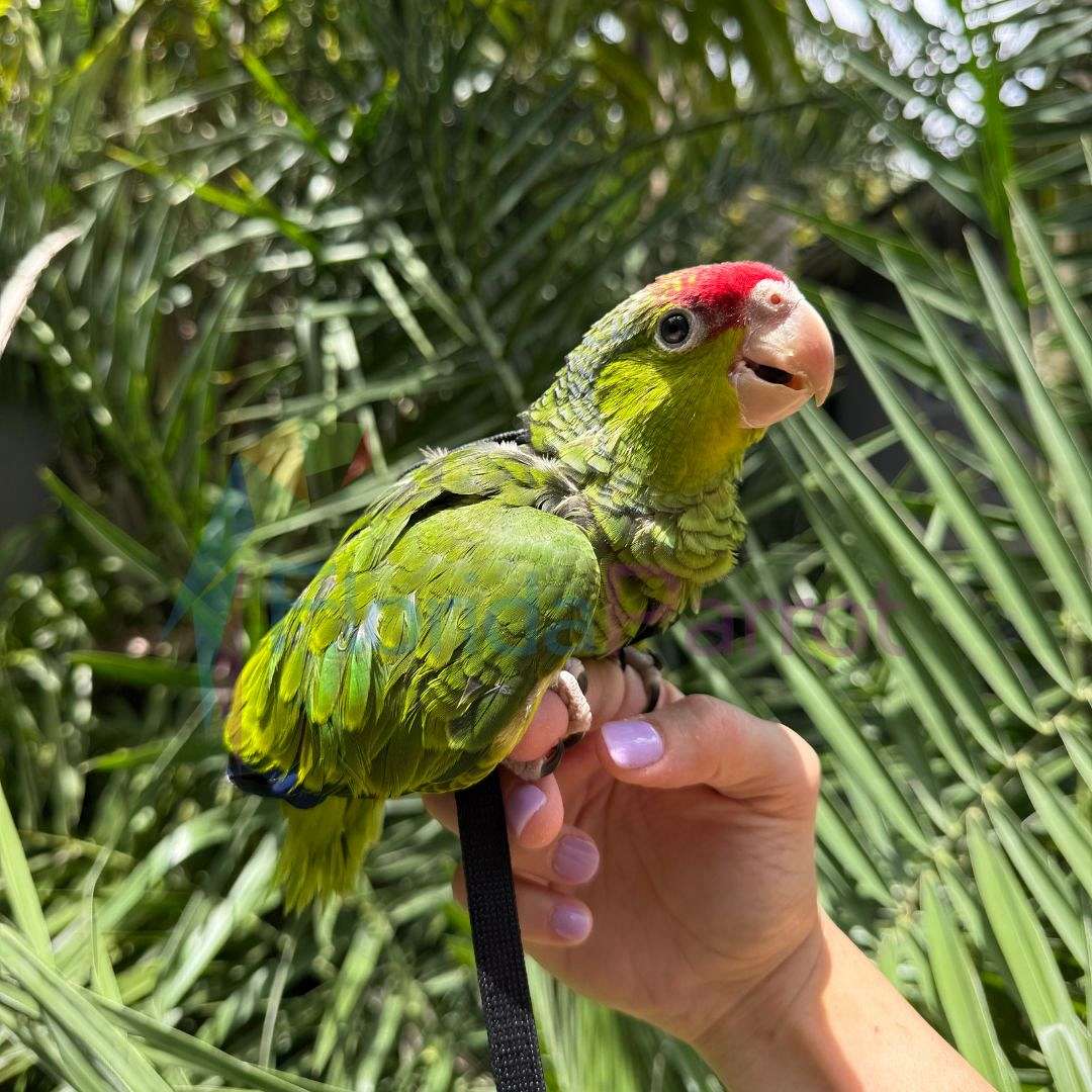 Lilac Crowned Amazon