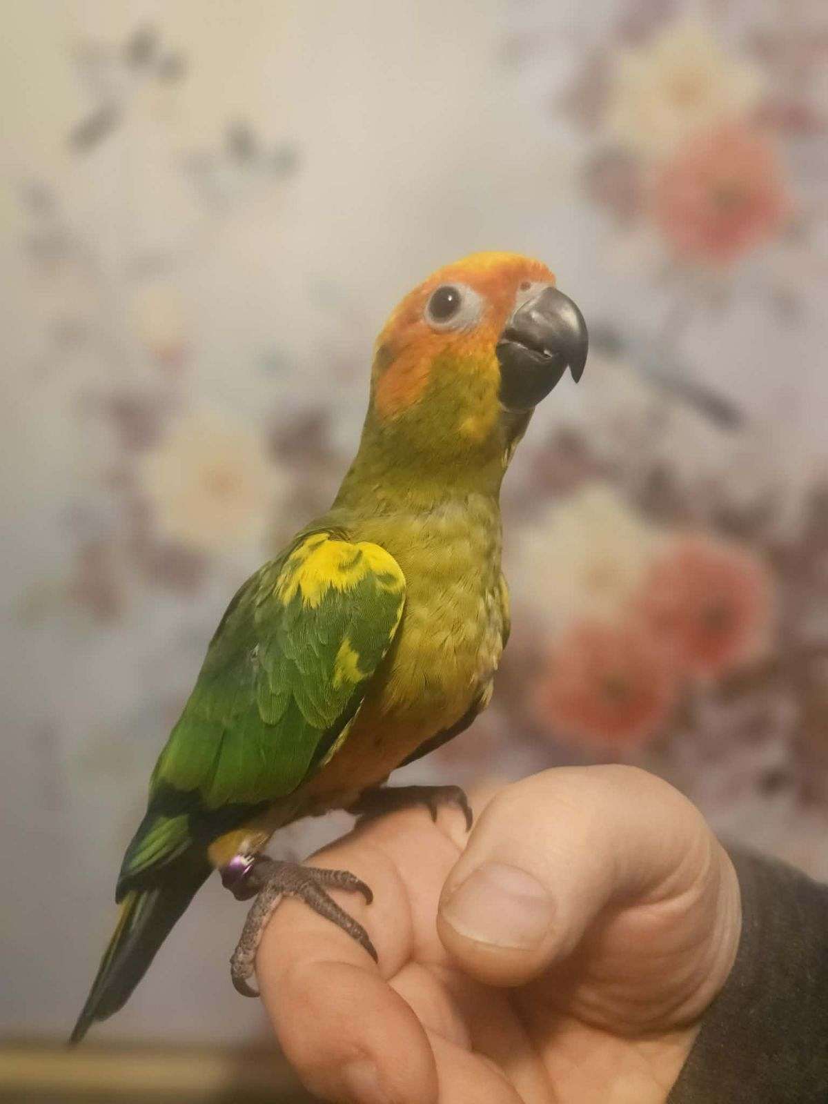Sun Conure Baby Purple band
