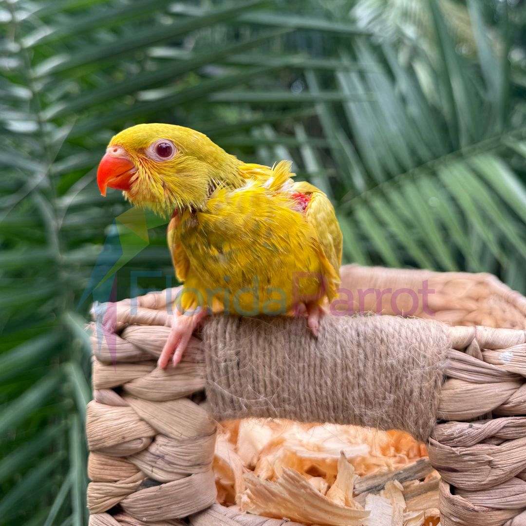 Yellow Scaly Breasted Lorikeet