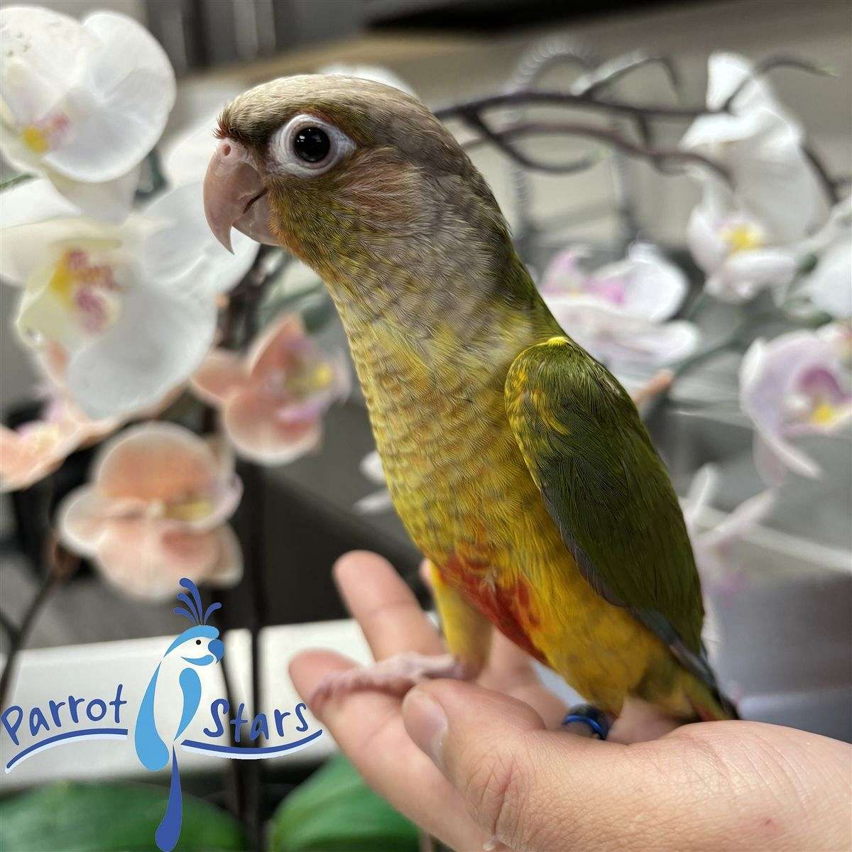 Baby Pineapple Green-cheeked Conure Available at Parrot Stars!
