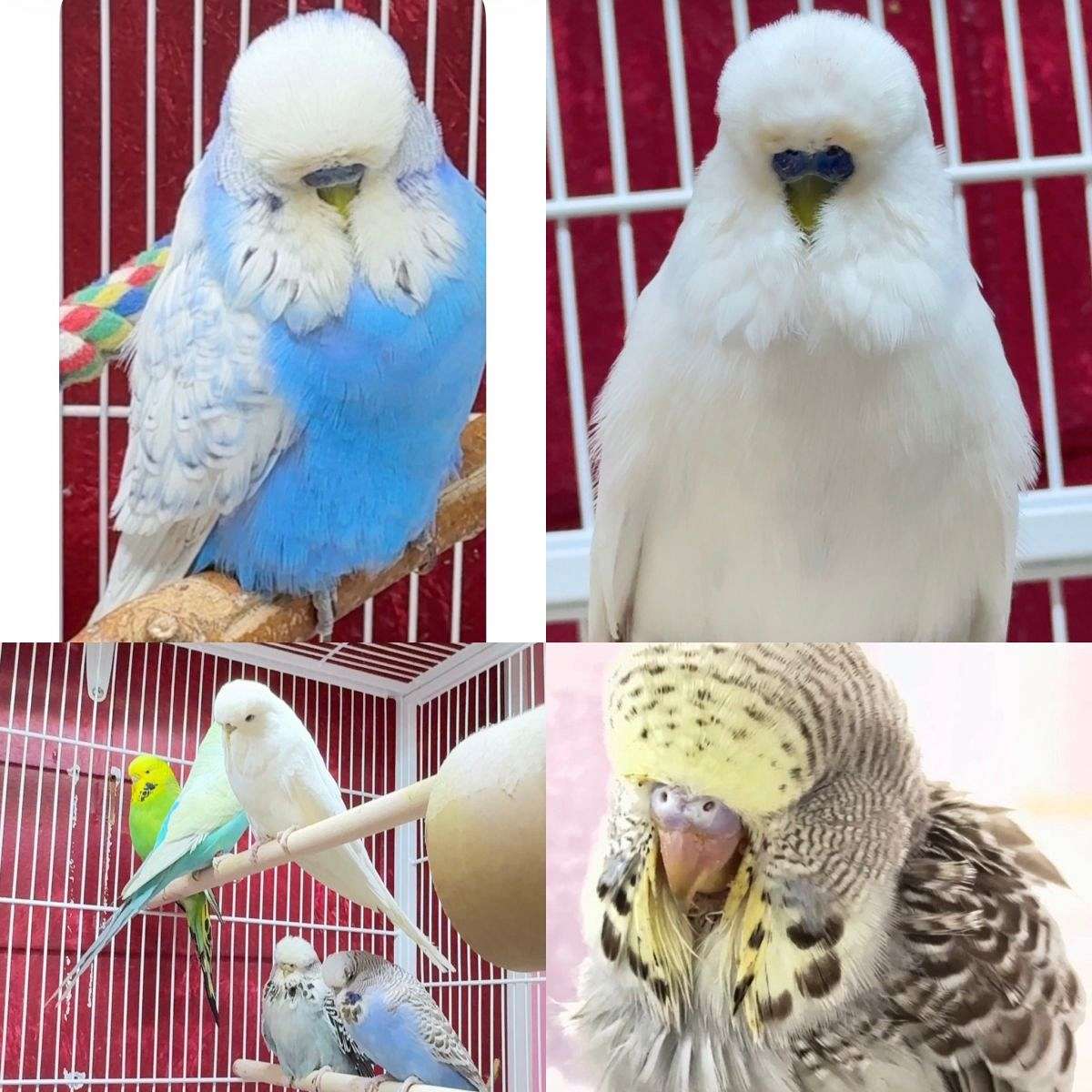 English Budgies