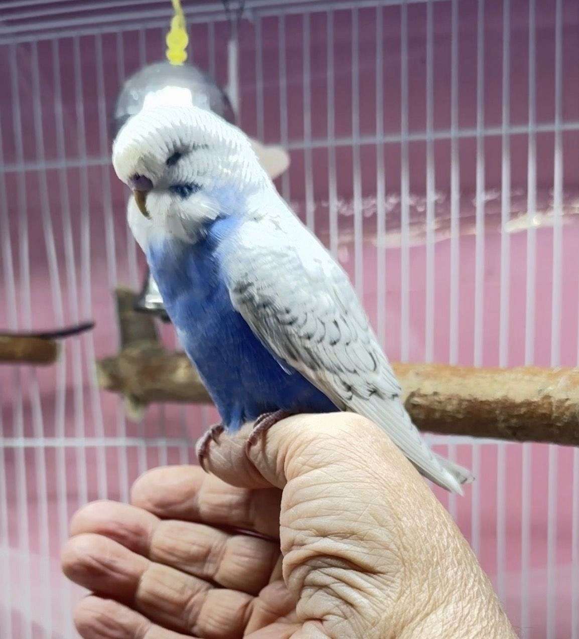 Beautiful English Budgies
