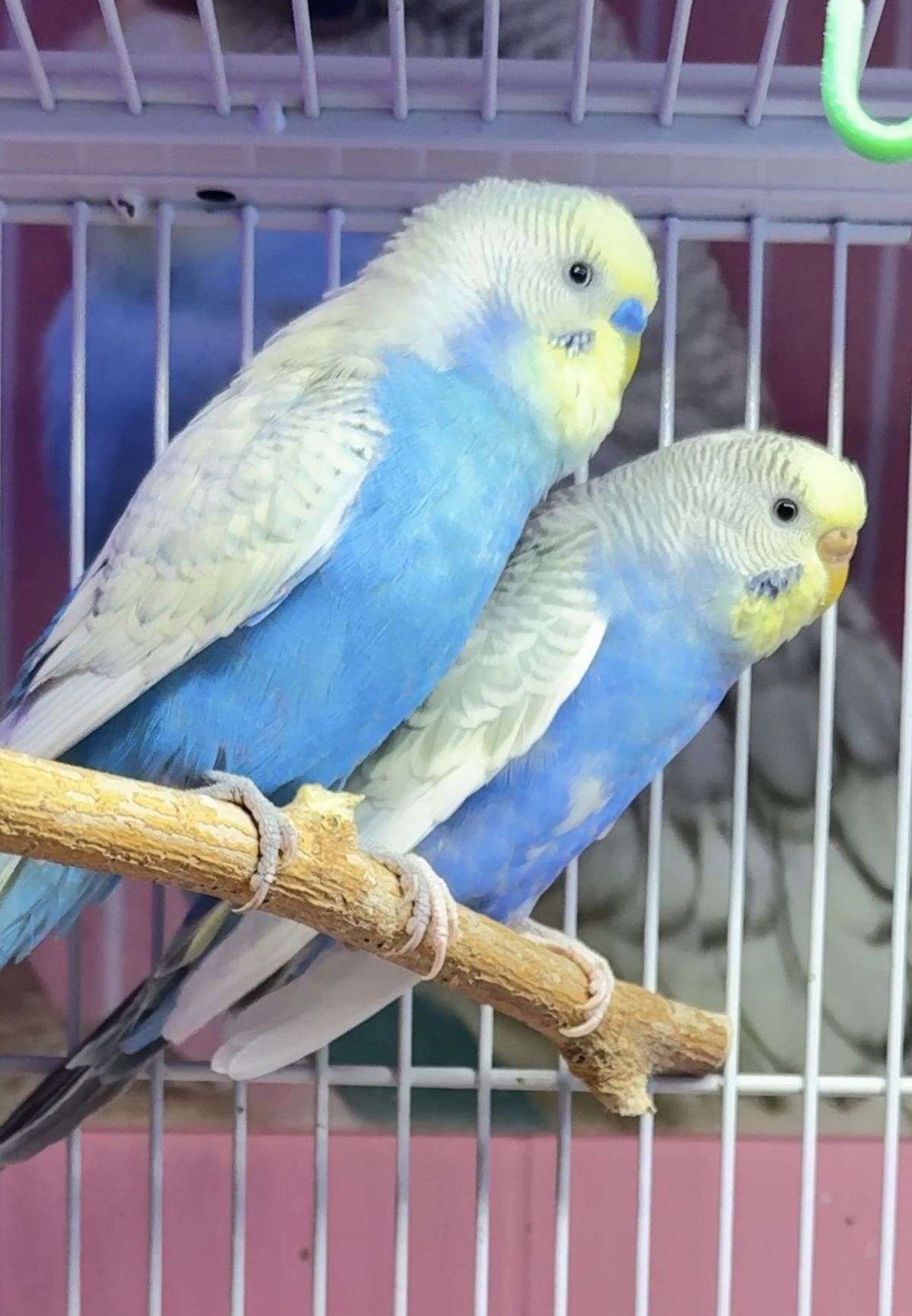 American Budgies