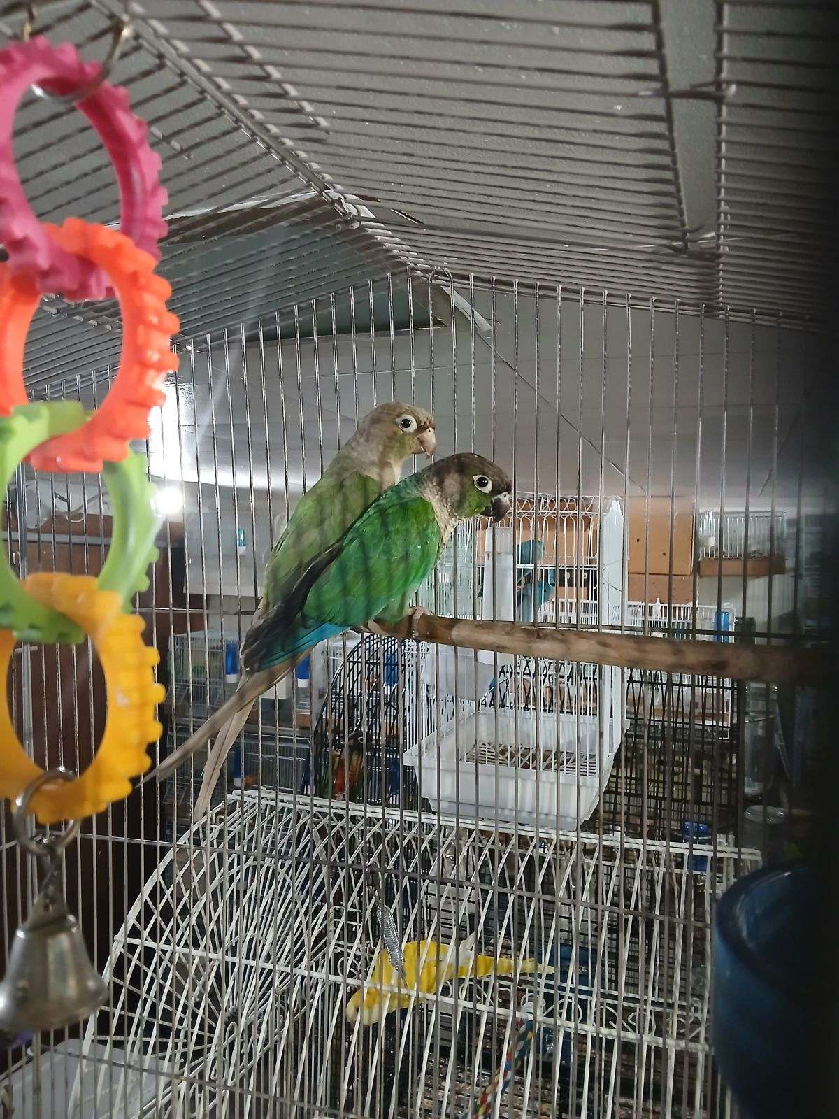 Tourquoise yellow side Greencheek