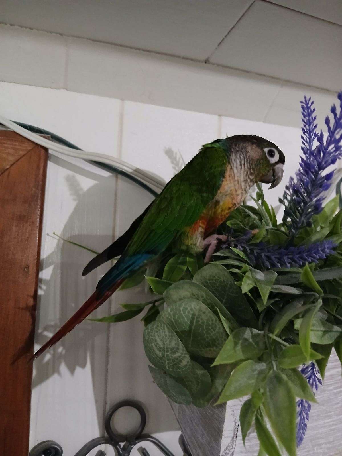 High red pineapple Greencheek