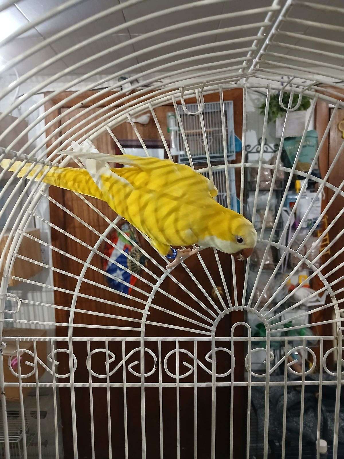 Lutino Yellow Quaker Parrot