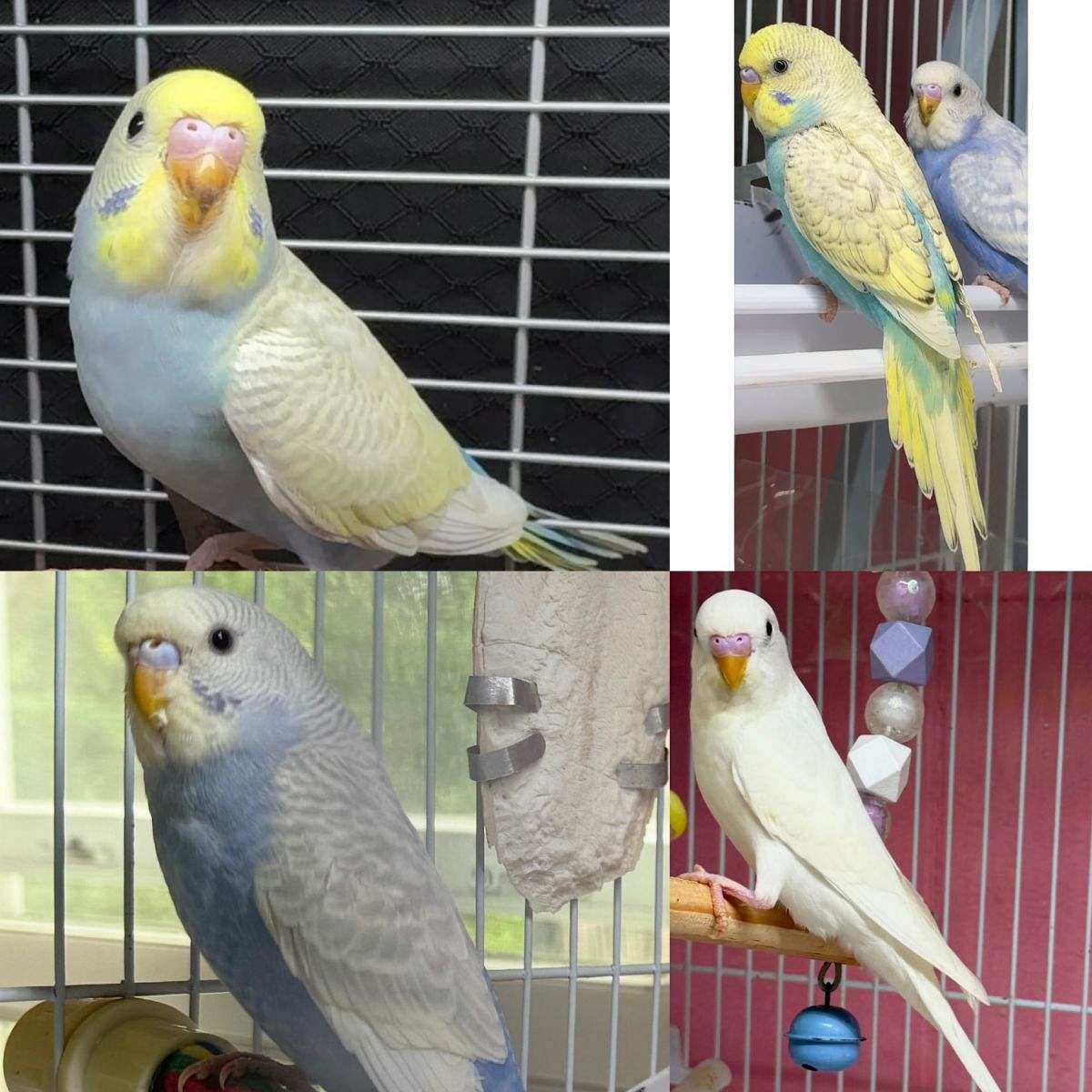 BUDGIES