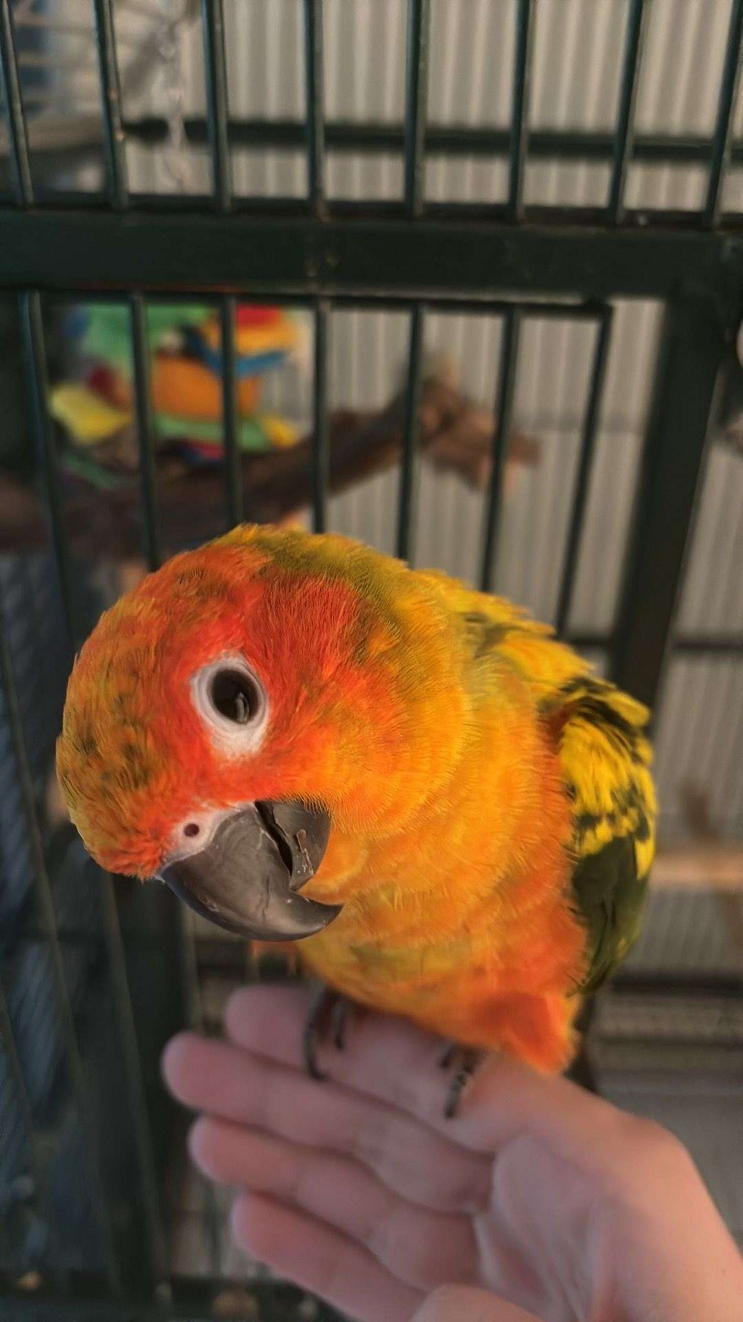 Young sun conure