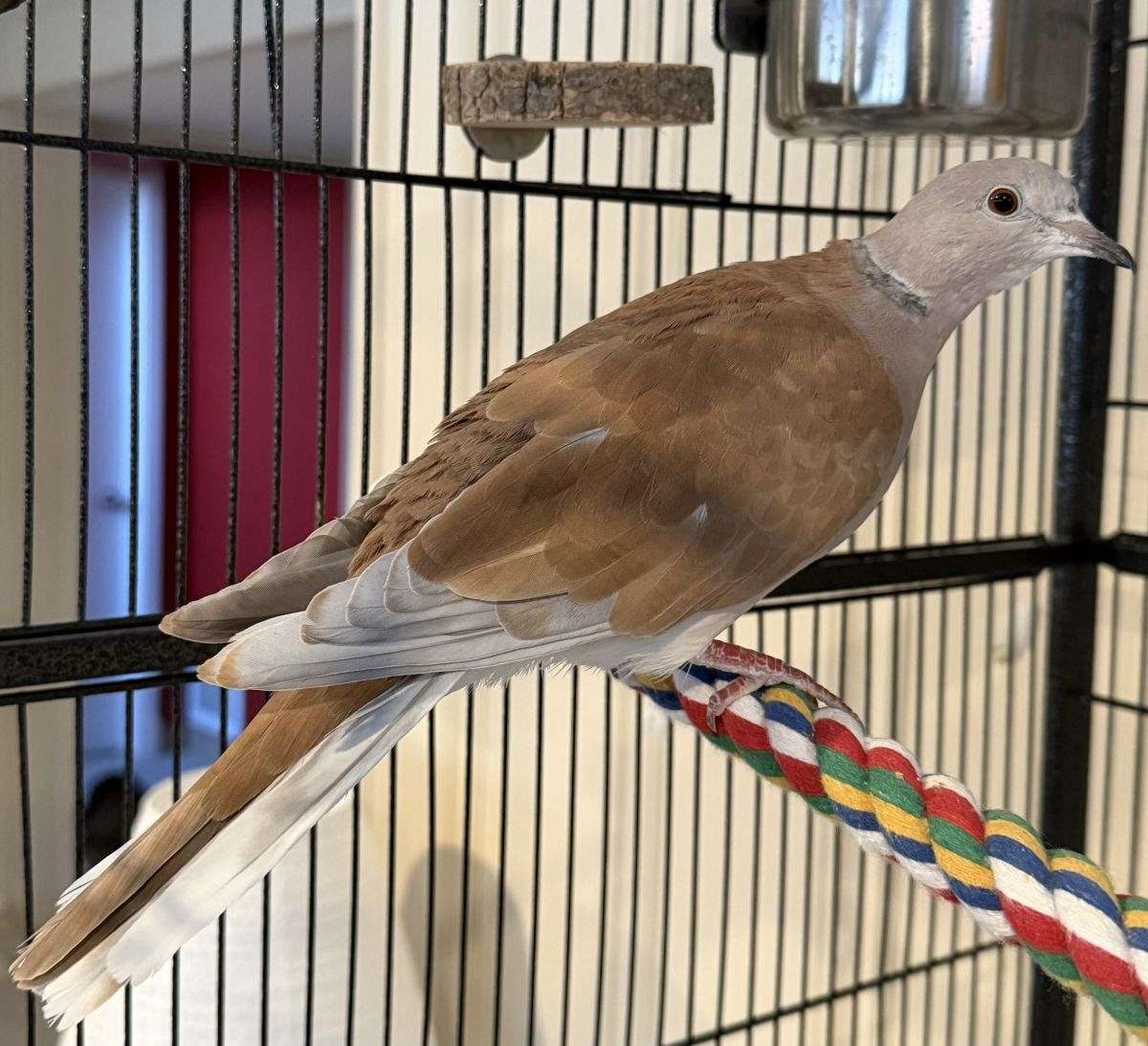 Ring Necked Dove — Young Male #613