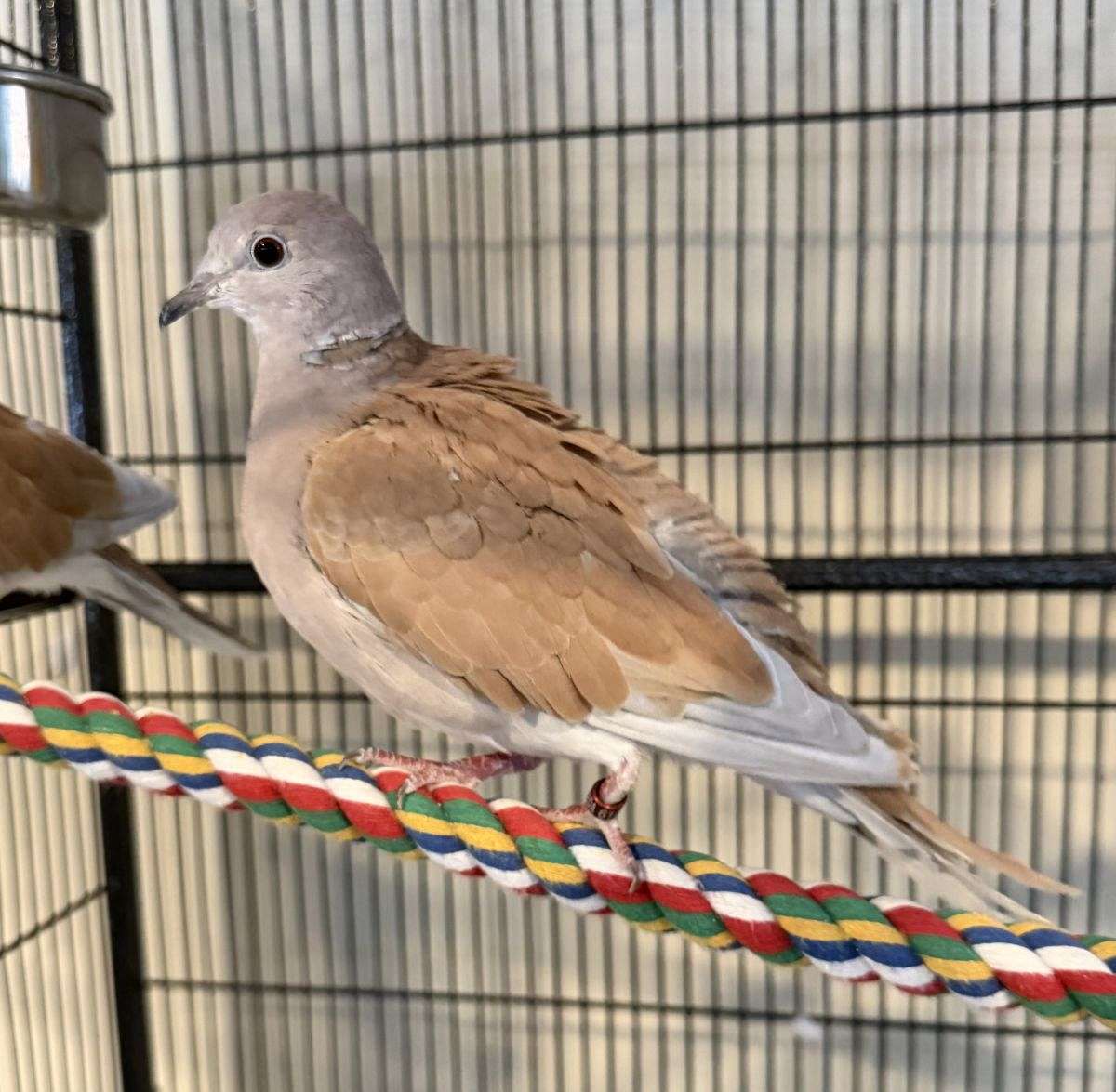 Ring Necked Dove — Young Male #614