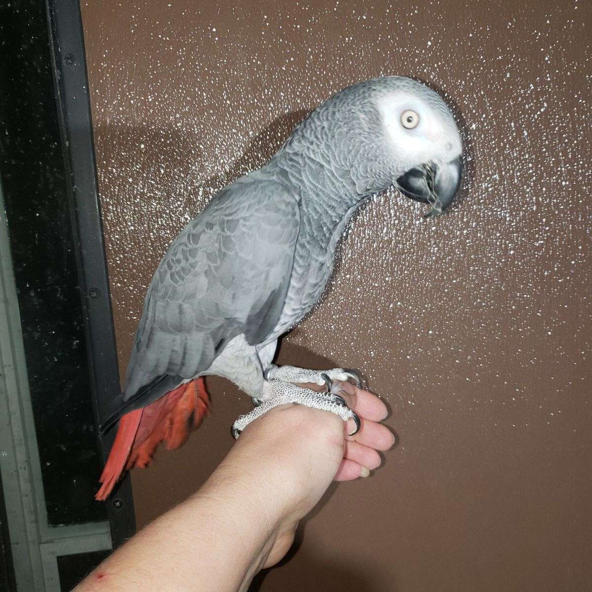 African grey Congo tame male