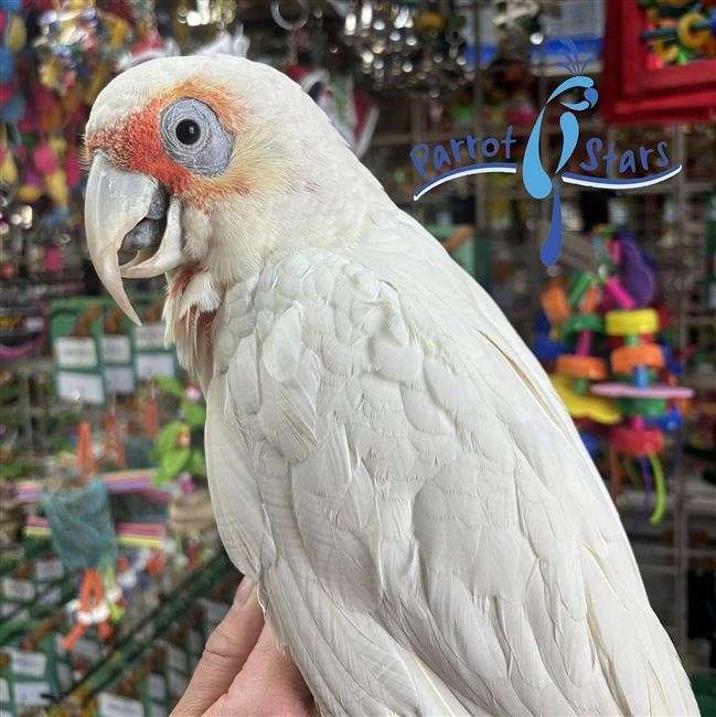Baby Slender billed Cockatoo Available at Parrot Stars!