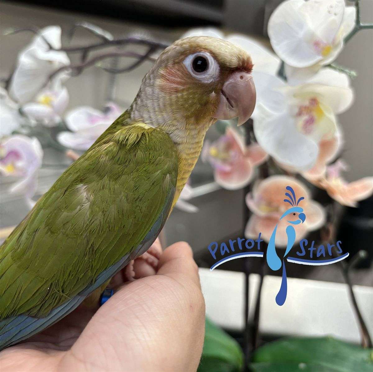 Baby Cinnamon Green-cheeked Conure Available at Parrot Stars!
