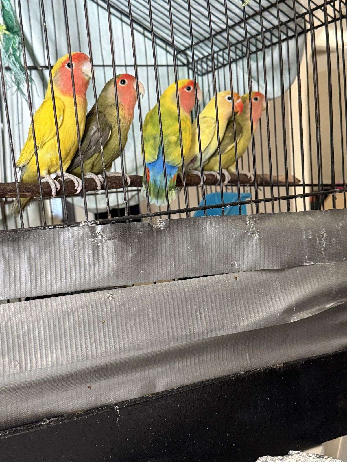 Baby Lovebirds For Sale