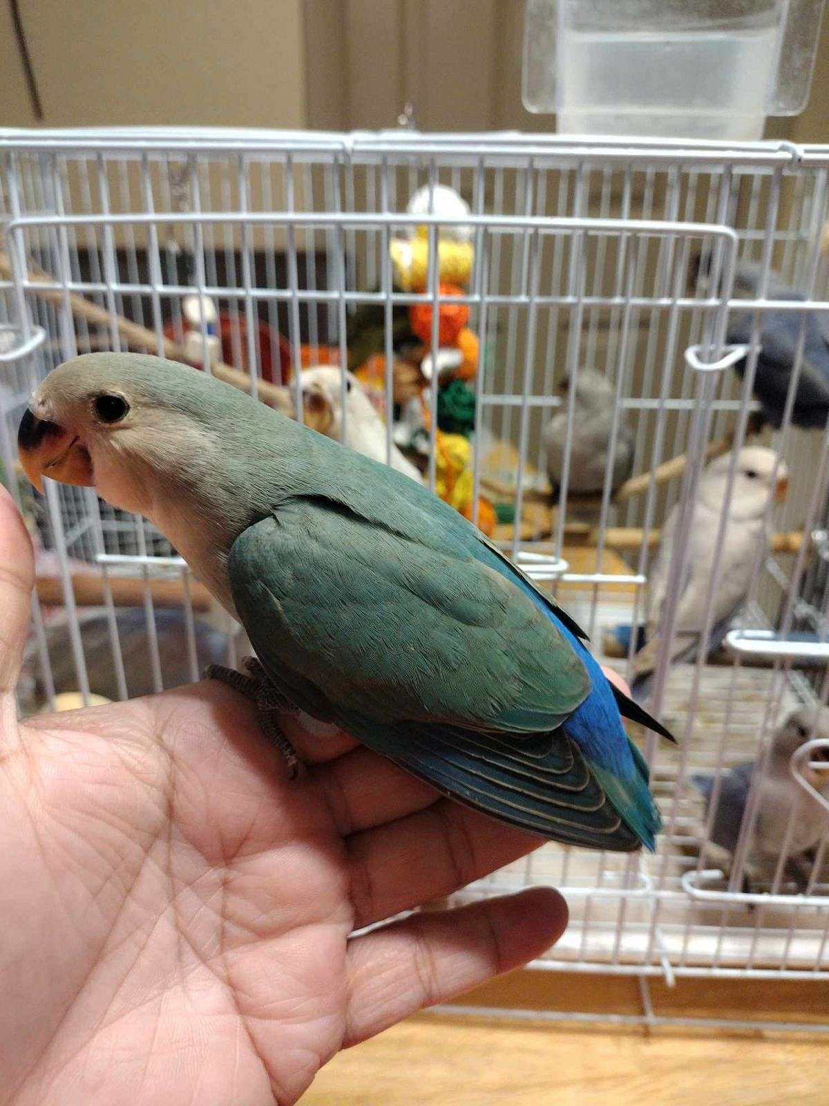 Lovebird baby to a good home