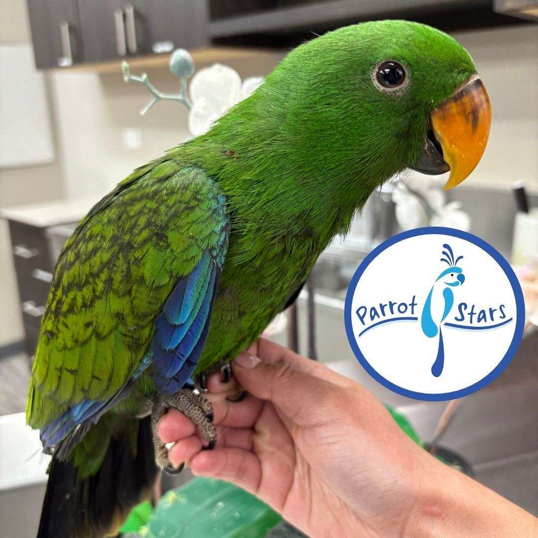 Baby Solomon Island Eclectus Parrot Available at Parrot Stars!