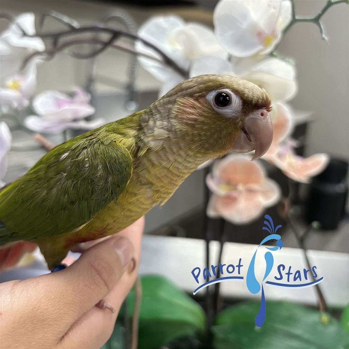 Baby Cinnamon Green Cheek Conure Available at Parrot Stars!
