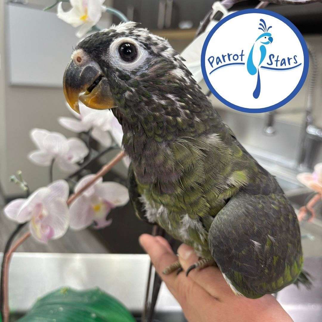 Baby Maximilian Pionus Available at Parrot Stars!