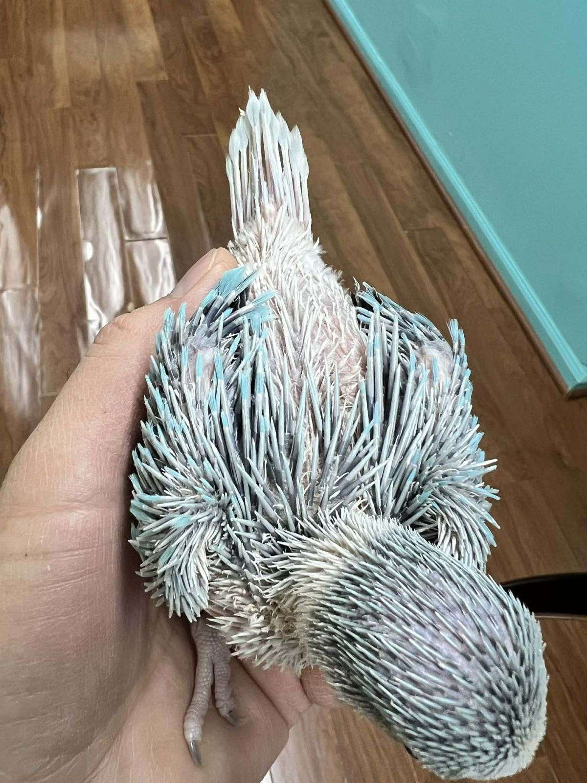 Rare mutation ringneck baby!