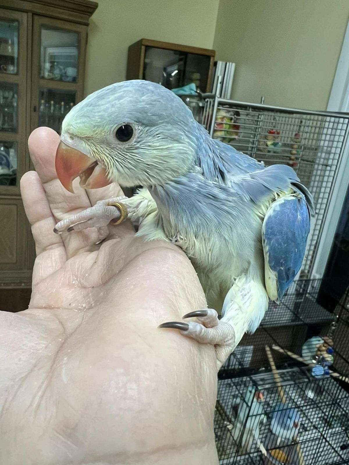 Rare mutation ringneck baby!