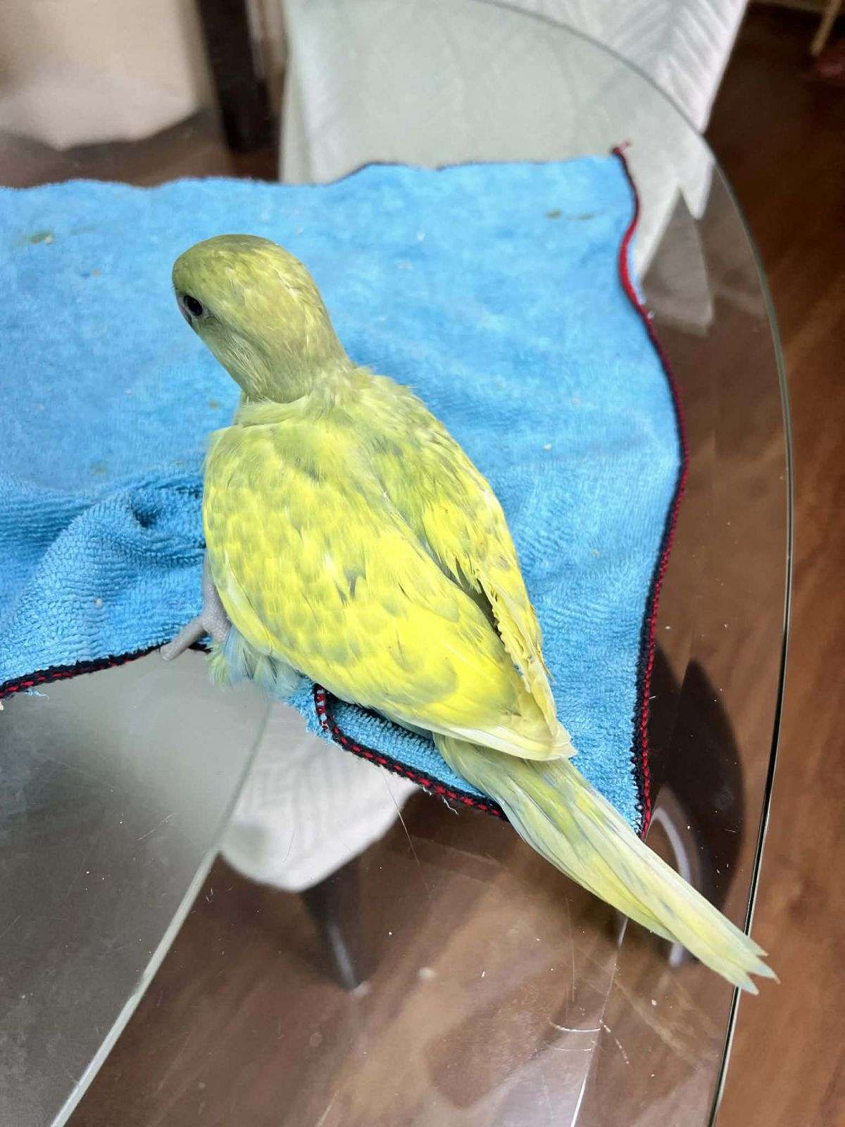 Rare mutation ringneck baby