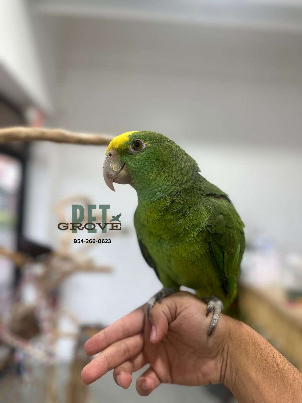 baby double yellow amazon parrot
