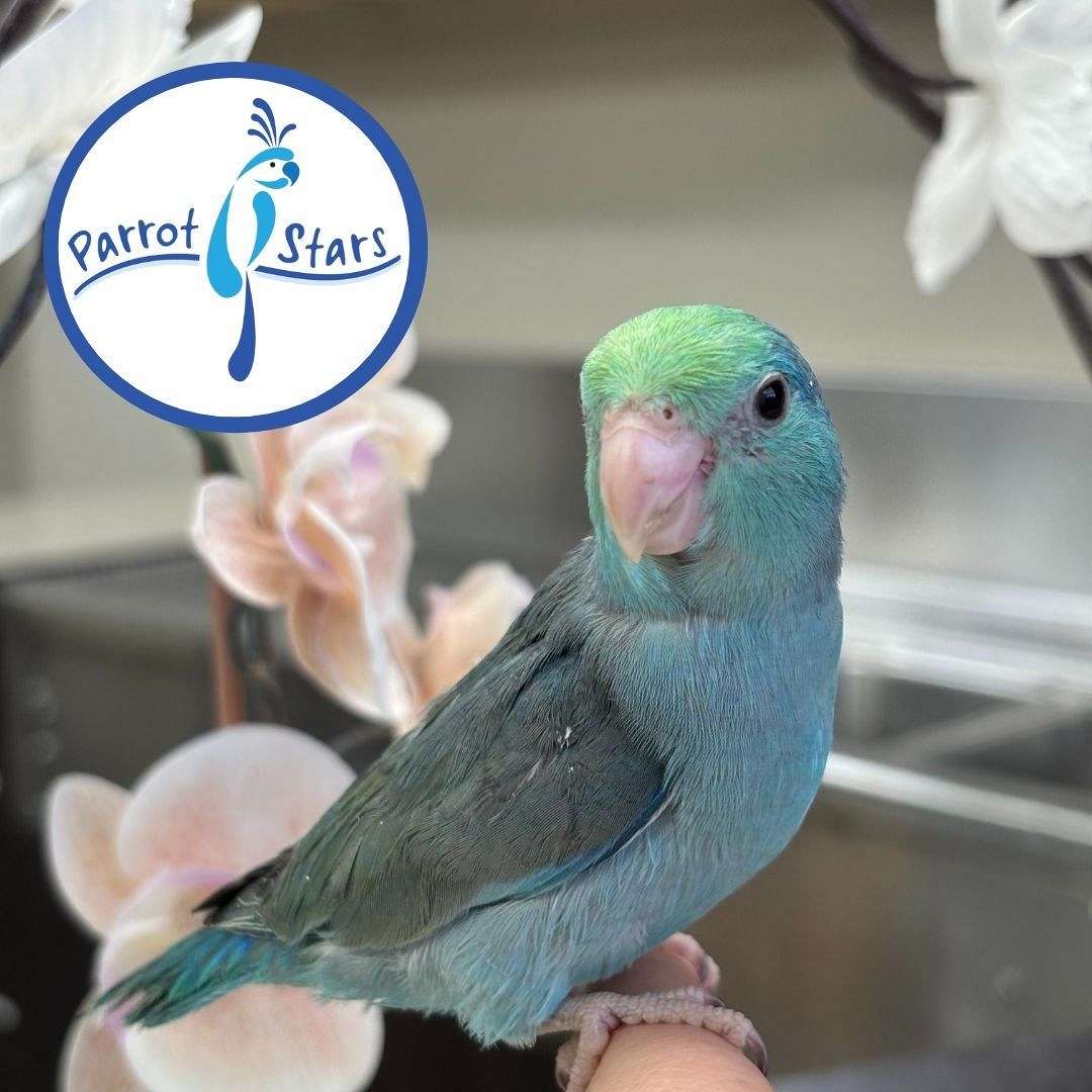Baby Turquoise Pacific Parrotlet Available at Parrot Stars!