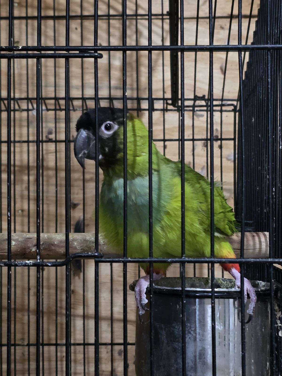 Nanday Conure
