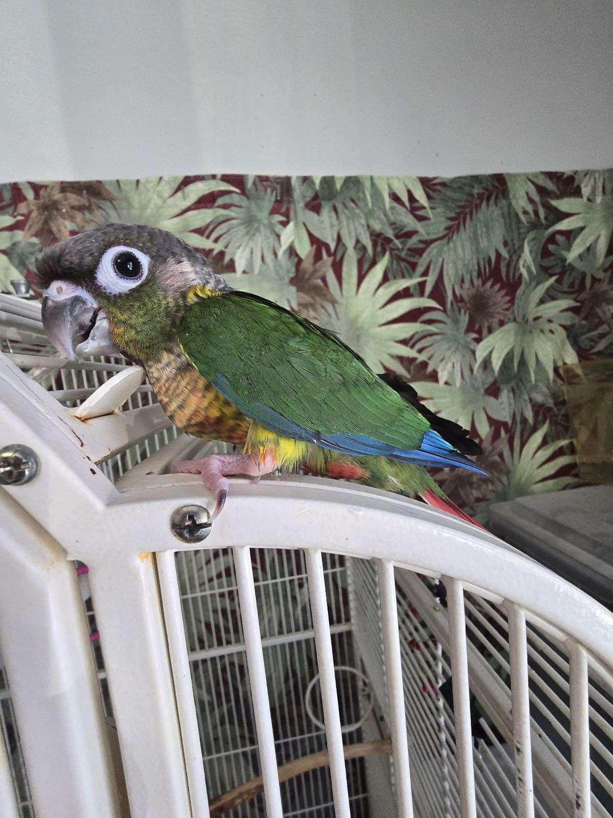 Pineapple Green Check Conure