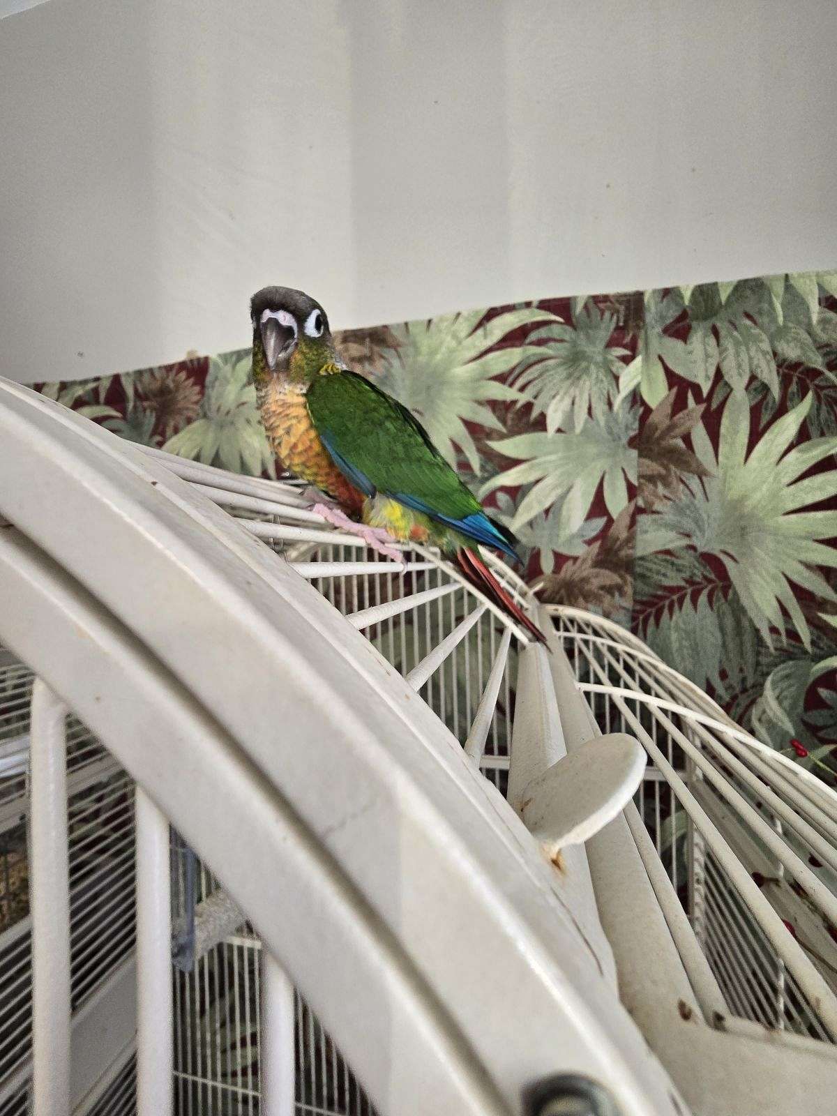 Pineapple Green Check Conure