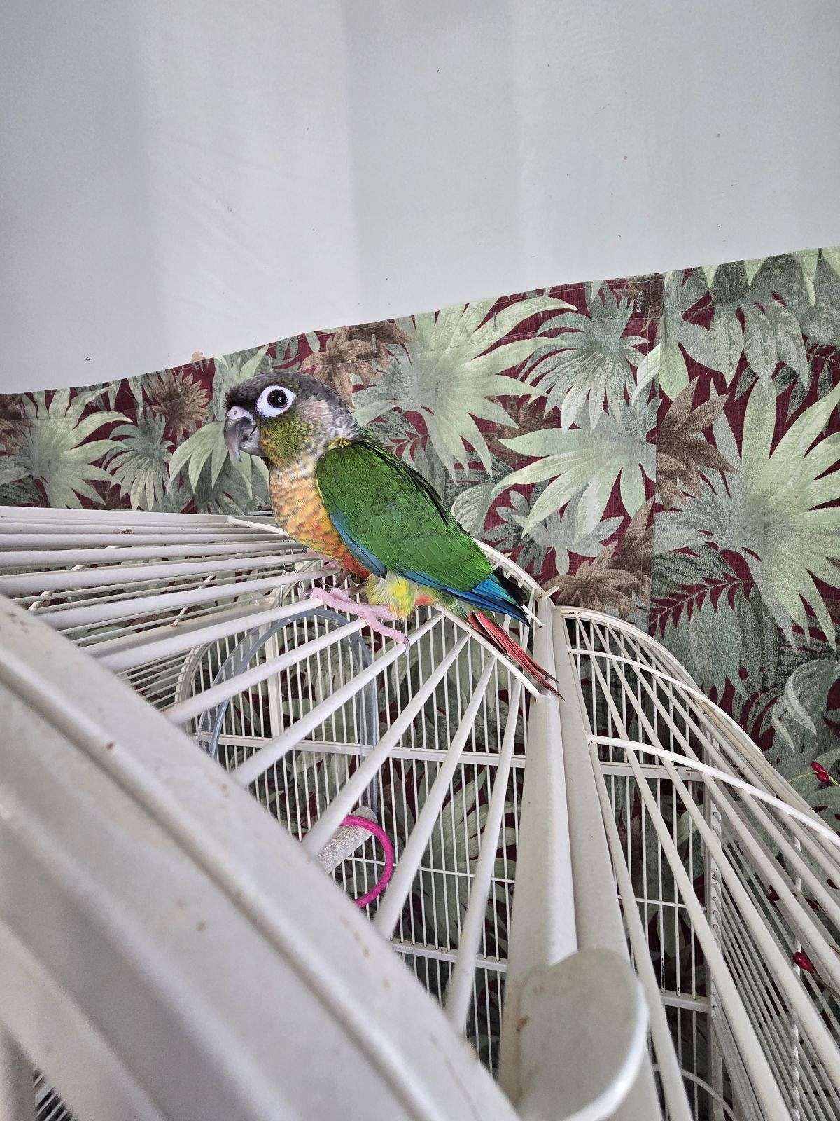 Pineapple Green Check Conure